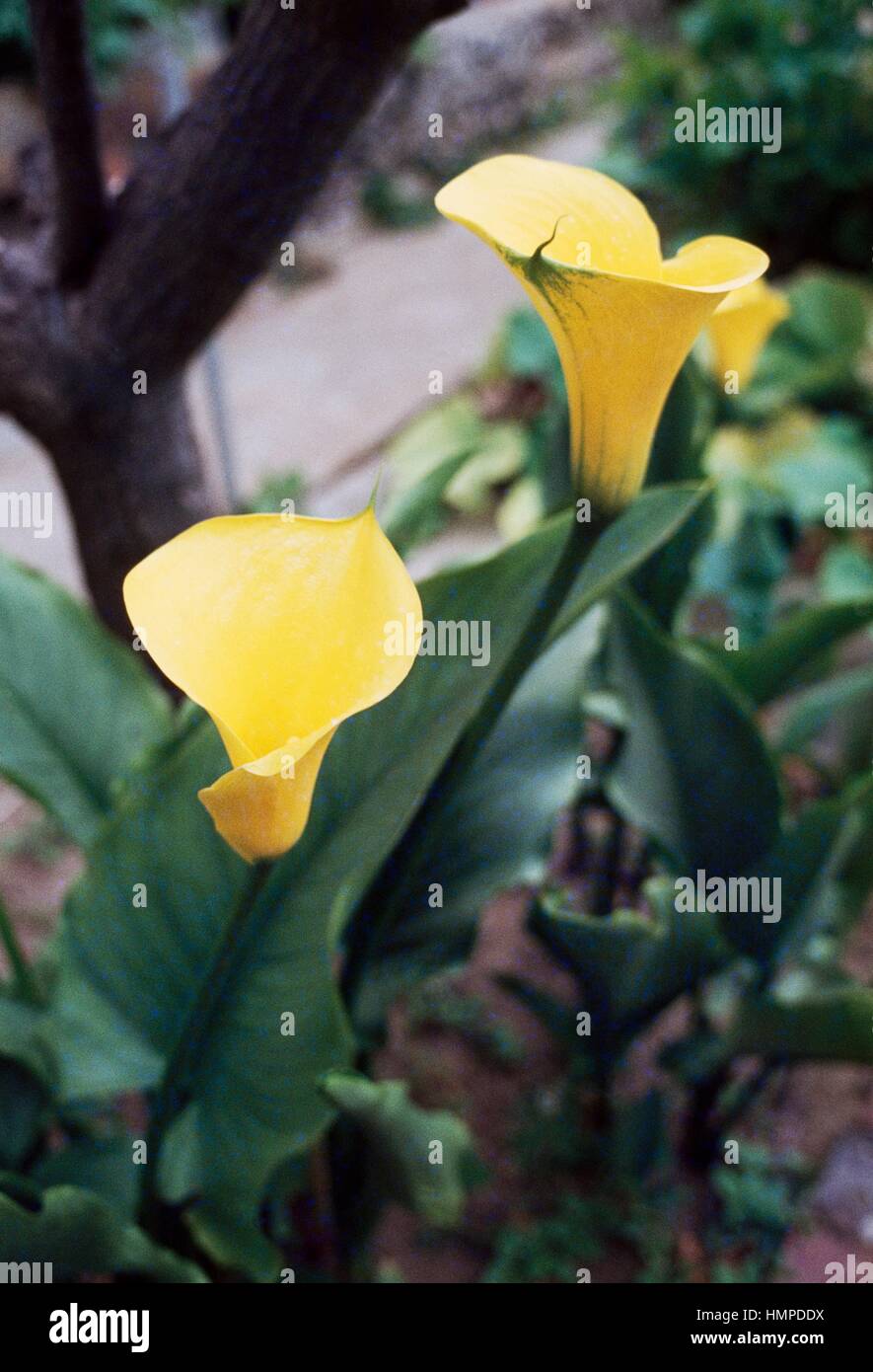 Yellow arum lily (Zantedeschia petlandii), Araceae Stock Photo - Alamy