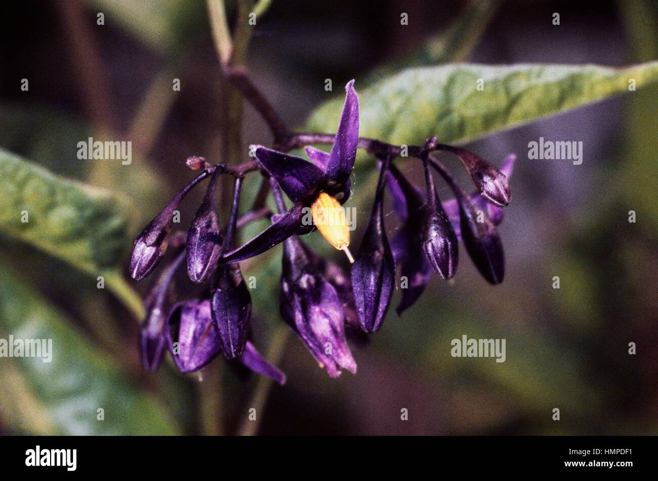 Bittersweet, Climbing nightshade or Blue bindweed (Solanum dulcamara ...
