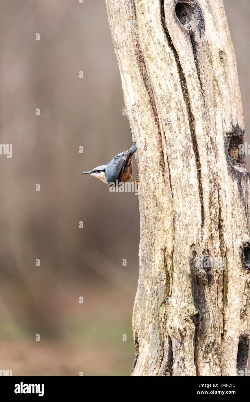 Nuthatch on a tree Stock Photo - Alamy