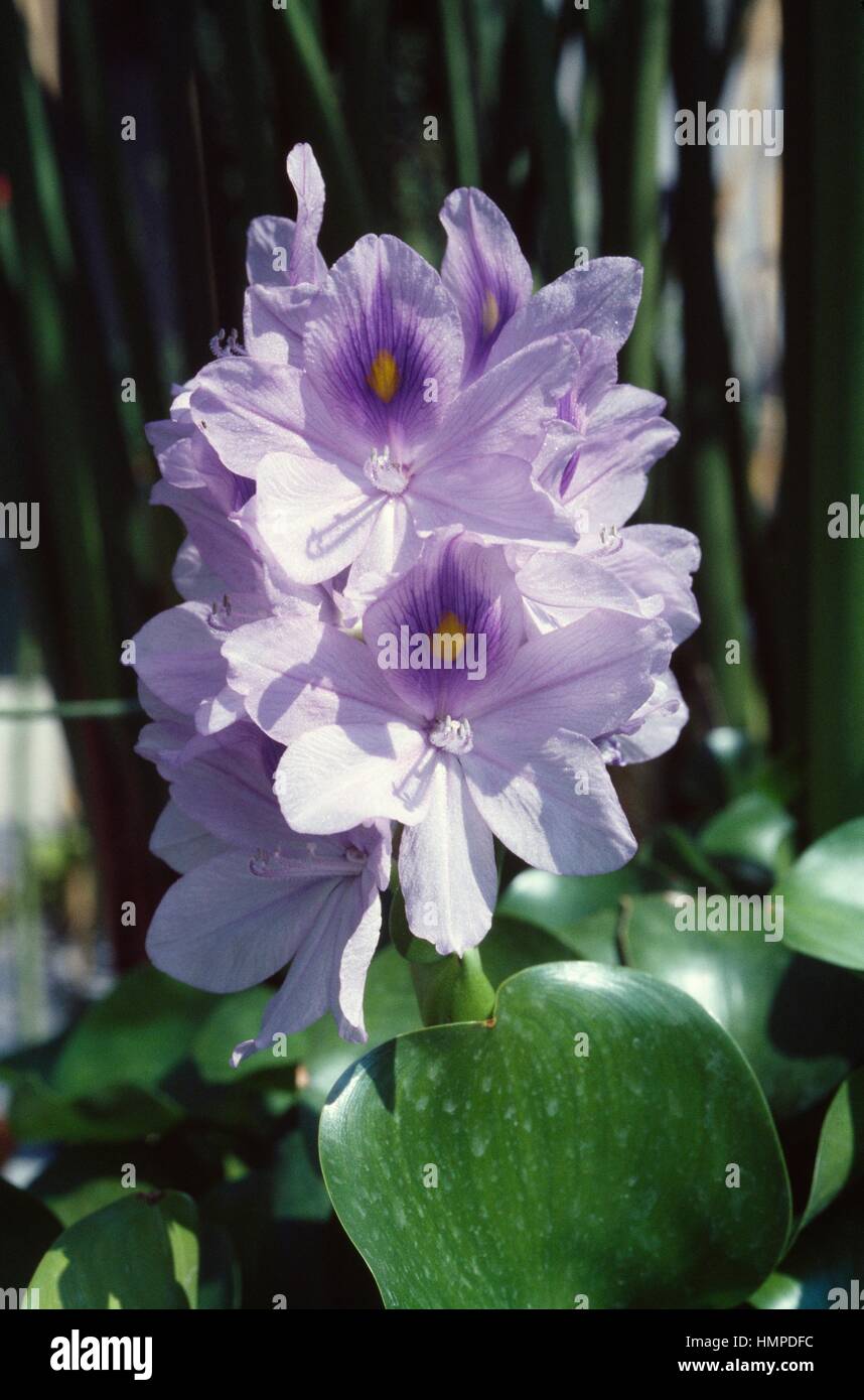 Common water hyacinth or Floating water hyacinth (Eichhornia crassipes ...