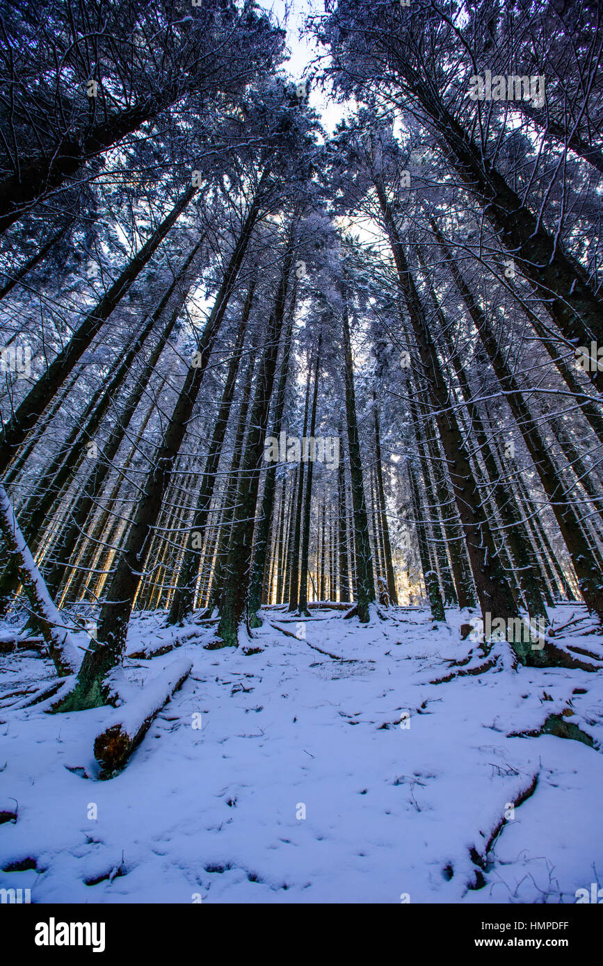 Forest in snow Stock Photo - Alamy