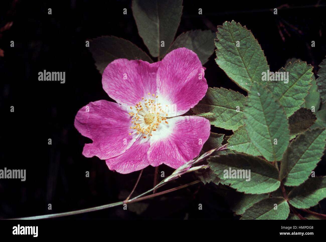 Alpine rose (rosa pendulina) hi-res stock photography and images - Alamy