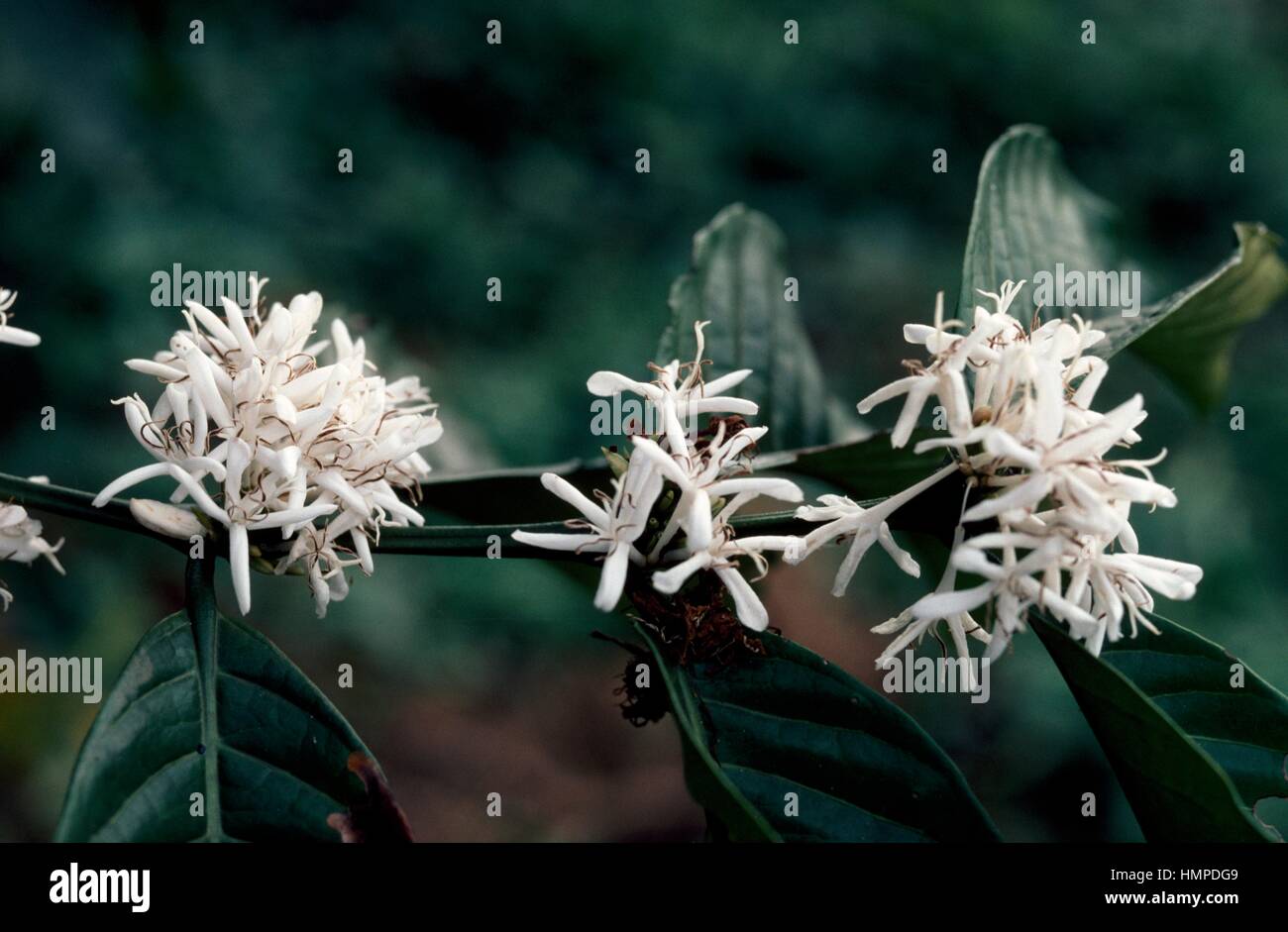 Coffea sp hi-res stock photography and images - Alamy
