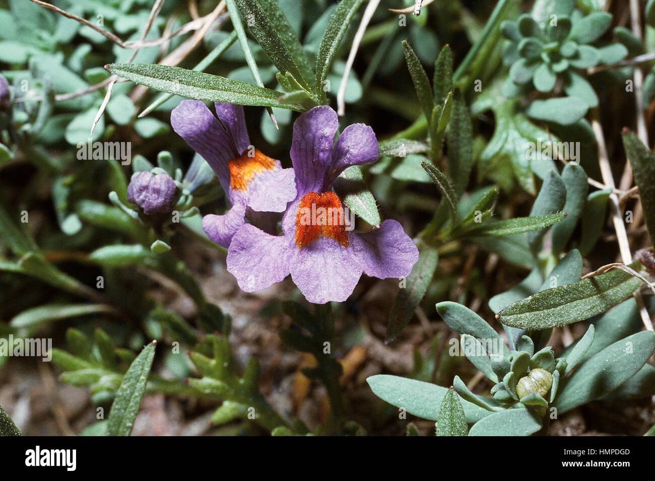 Alpine toadflax (Linaria alpina), Plantaginaceae Stock Photo - Alamy
