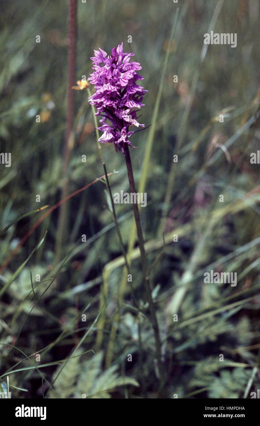 Broad leaved marsh hi-res stock photography and images - Alamy