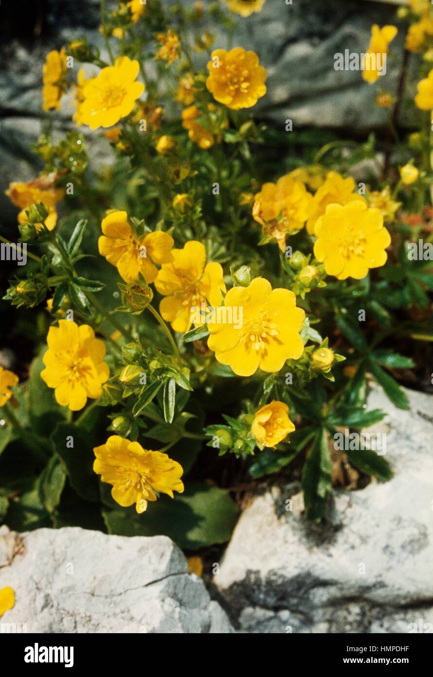 Dwarf yellow cinquefoil (Potentilla aurea), Rosaceae Stock Photo - Alamy
