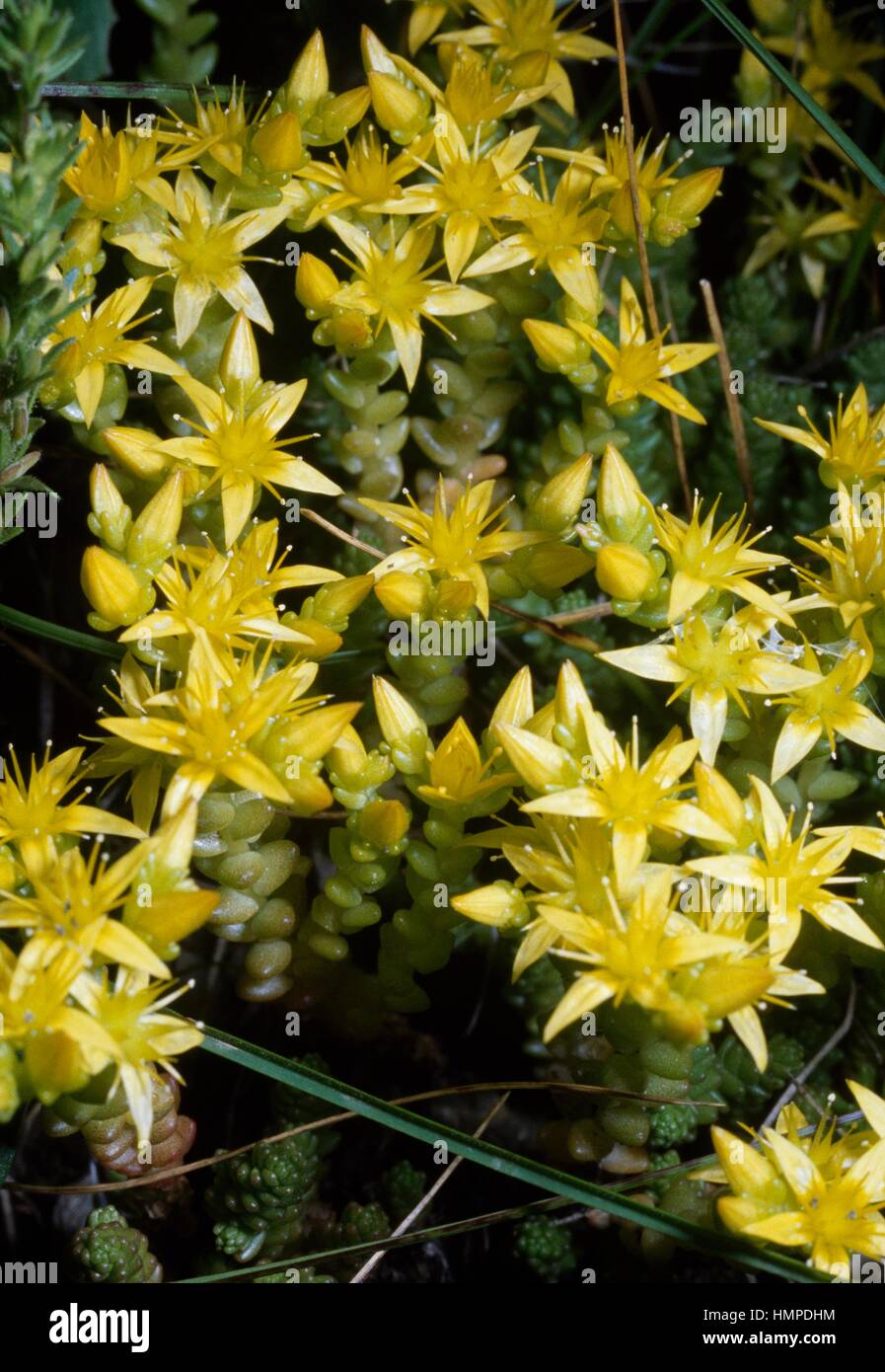 Common stonecrop sedum acre hi-res stock photography and images - Alamy