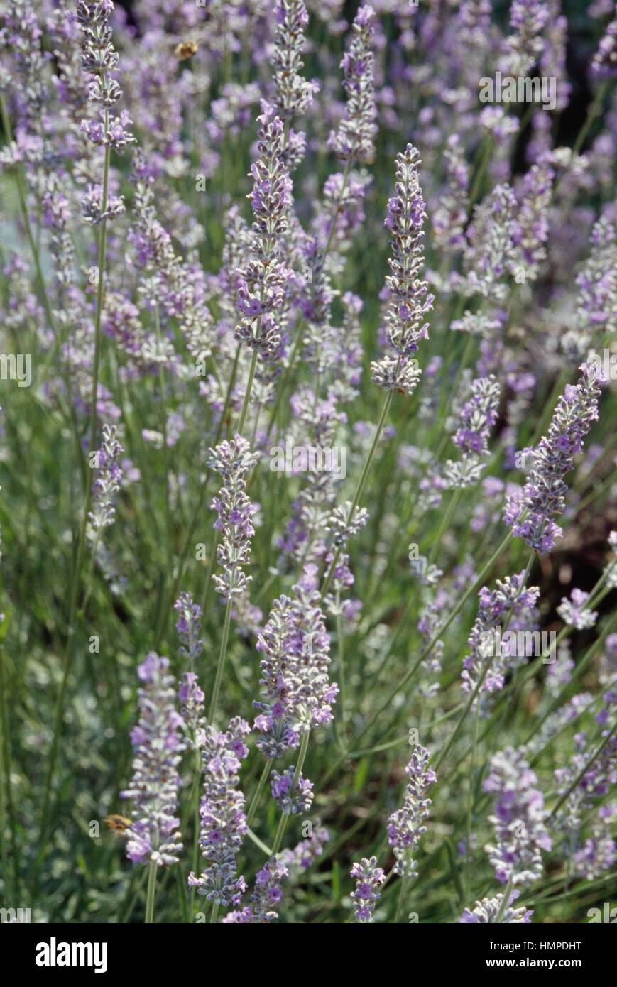 Lavender, English Lavender or Common Lavender (Lavandula officinalis ...