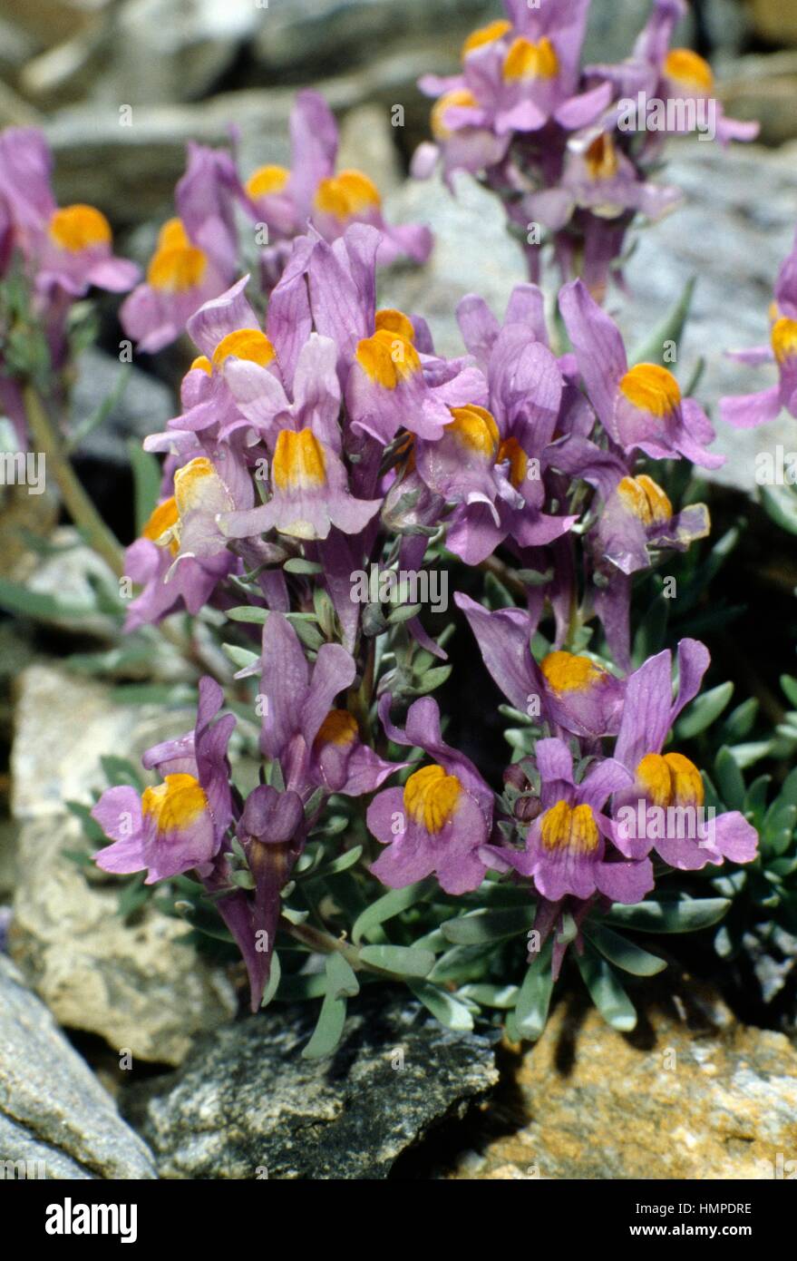 Alpine toadflax (Linaria alpina), Plantaginaceae Stock Photo - Alamy