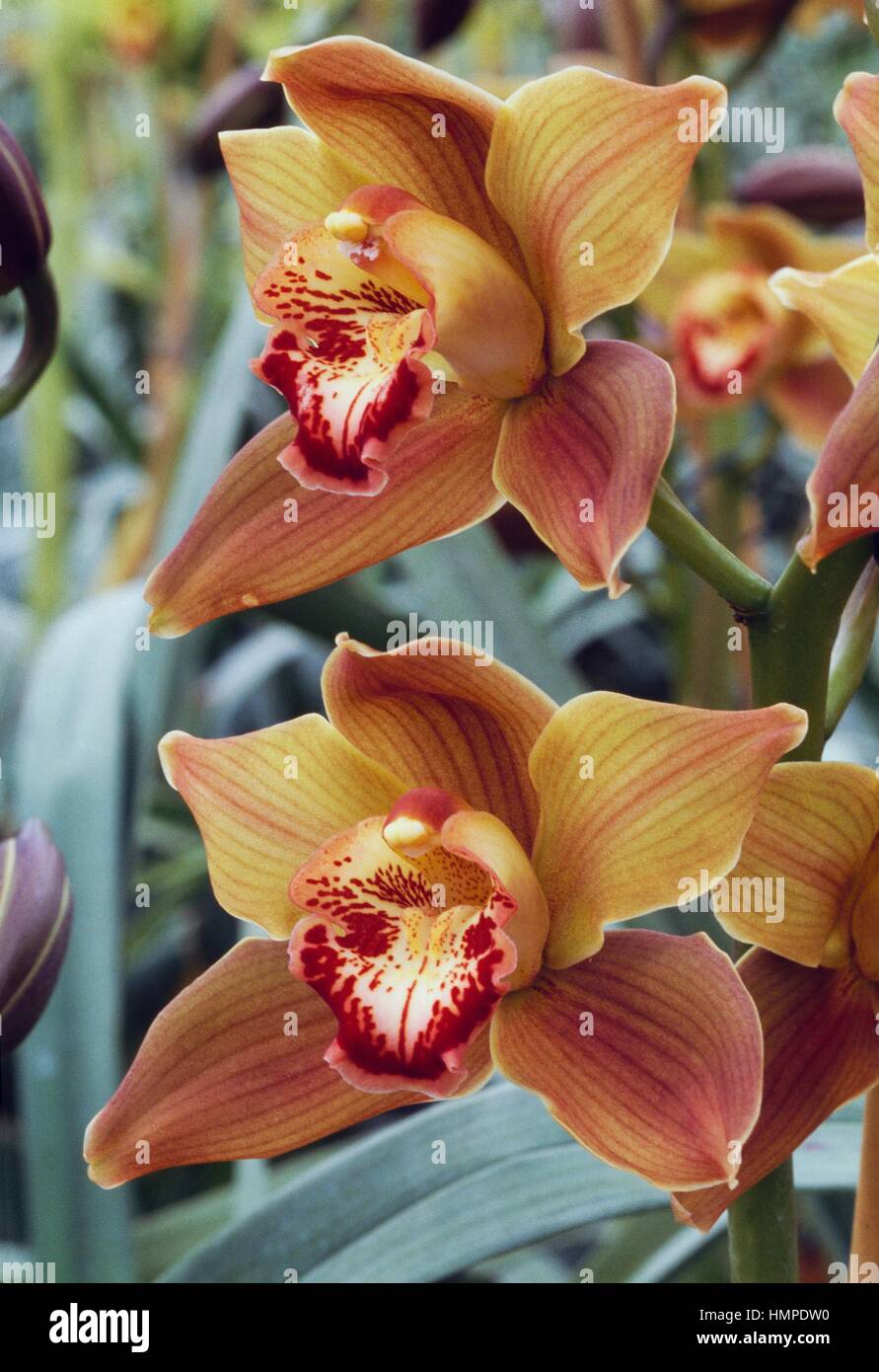 Cymbidium sp hi-res stock photography and images - Alamy