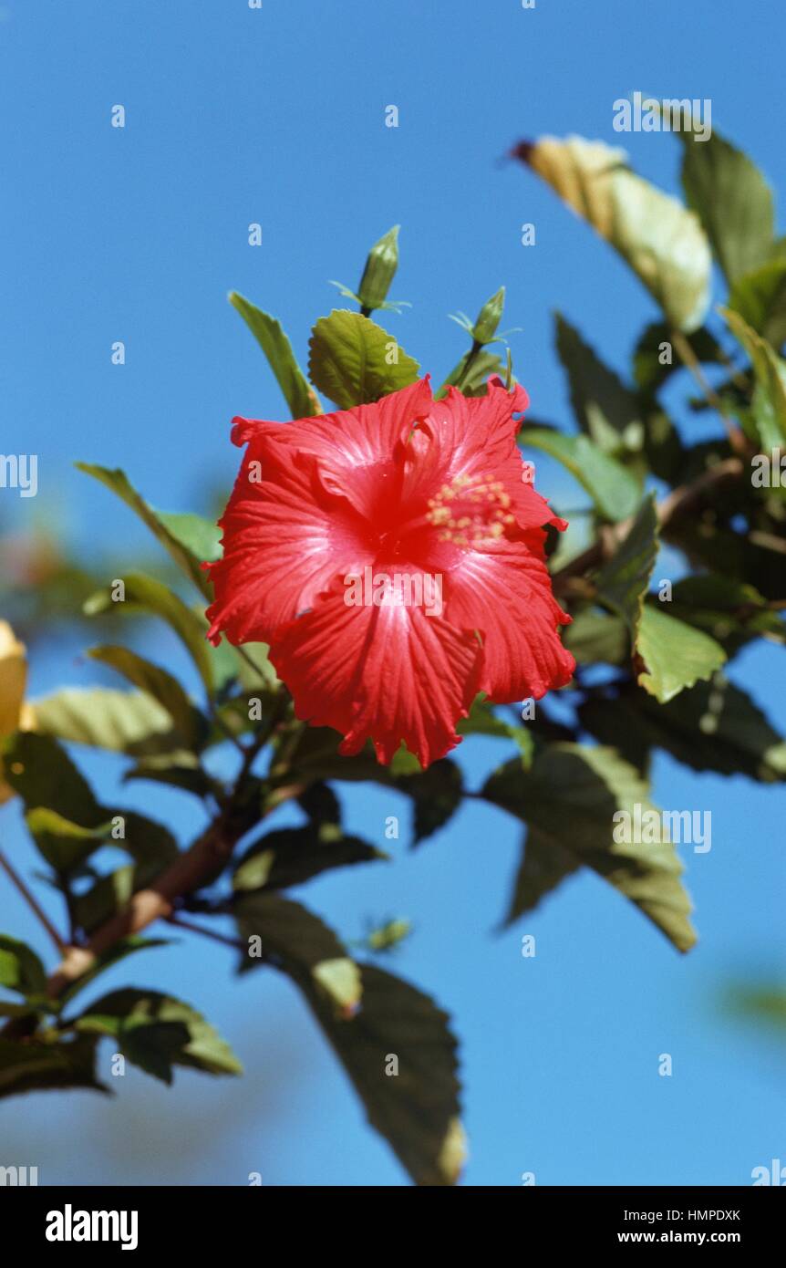 Shoeblackplant, Chinese Hibiscus or China Rose (Hibiscus rosa-sinensis ...