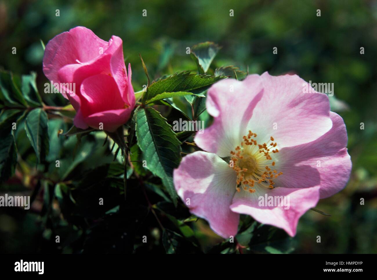 Mountain rose (Rosa Montana), Rosaceae Stock Photo - Alamy
