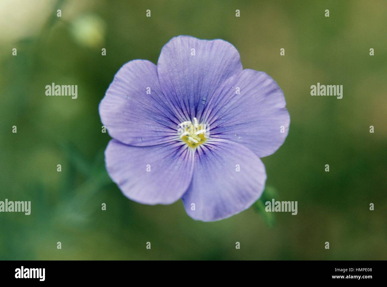 Alpine Flax (Linum perenne alpinum), Linaceae Stock Photo - Alamy