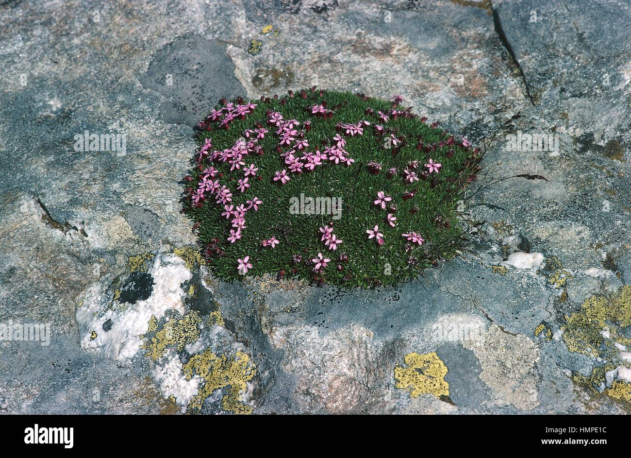 Moss Campion (Silene acaulis), Caryophyllaceae Stock Photo - Alamy