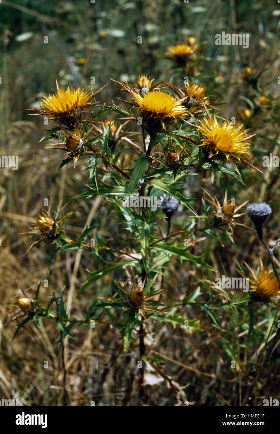 Carlina carline thistle hi-res stock photography and images - Alamy