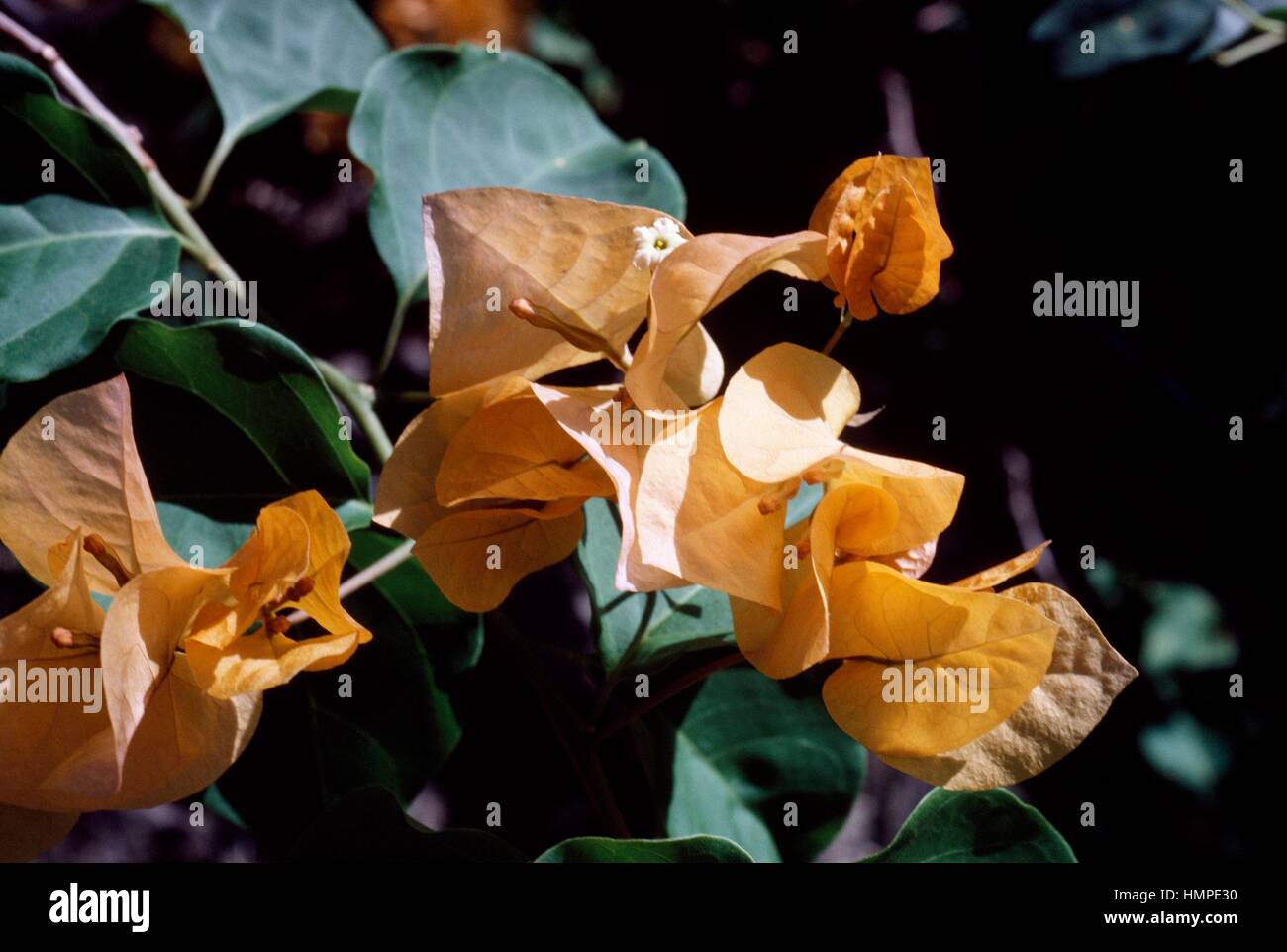 Bougainvillea x buttiana Mrs McLean, Nyctaginaceae Stock Photo - Alamy