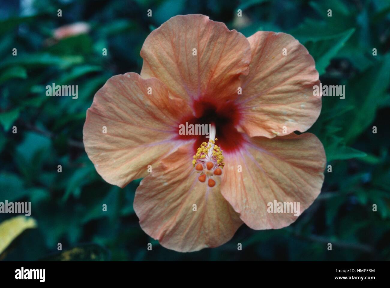 Shoeblackplant, Chinese Hibiscus or China Rose (Hibiscus rosa-sinensis ...
