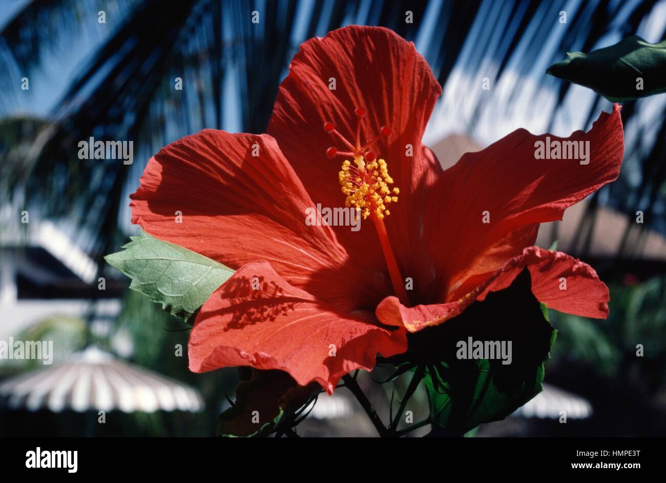 Fringed hibiscus hi-res stock photography and images - Alamy