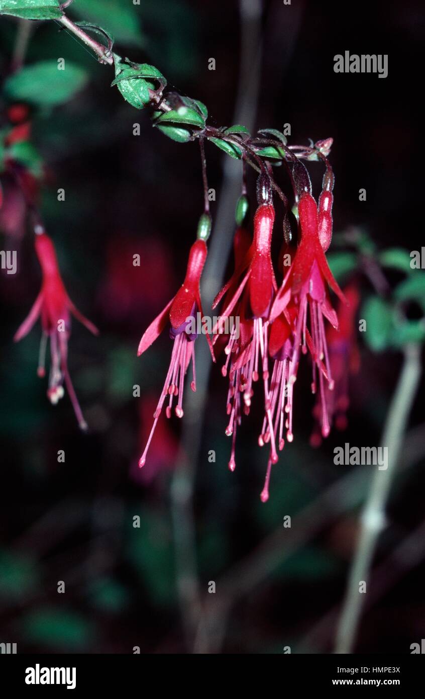 Fuchsia microphylla hi-res stock photography and images - Alamy