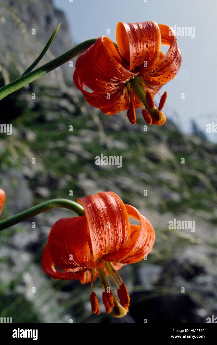 Turban lily (Lilium pomponium), Liliaceae Stock Photo - Alamy