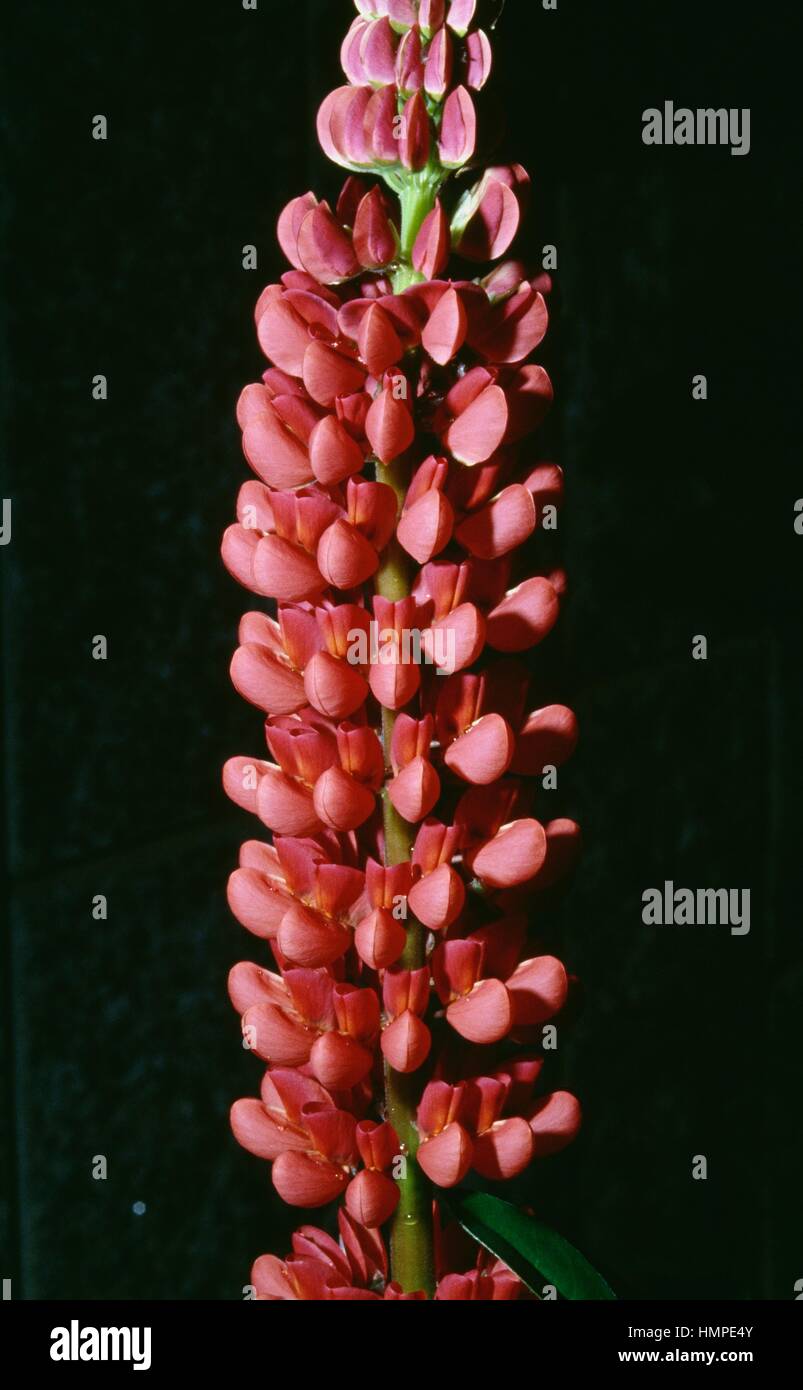 Lupinus sp hi-res stock photography and images - Alamy