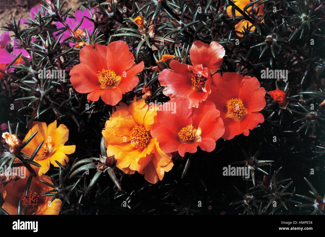 Moss-rose Purslane or Moss-rose (Portulaca grandiflora), Portulacaceae ...