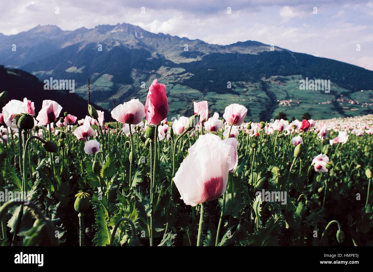 Opium poppy (Papaver somniferum), Papaveraceae, Val Racines, Trentino ...