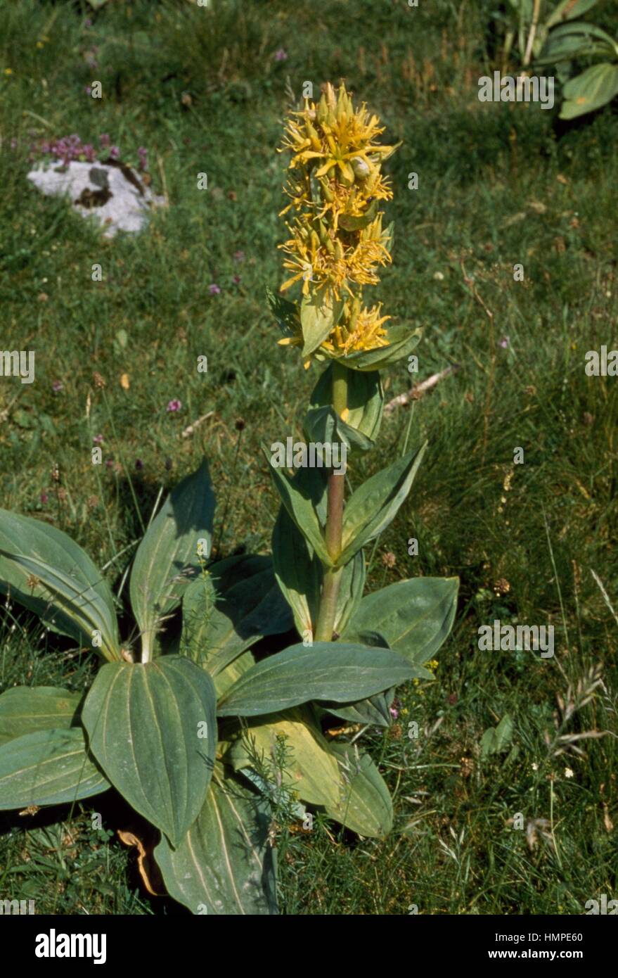 Candlewick plant hi-res stock photography and images - Alamy