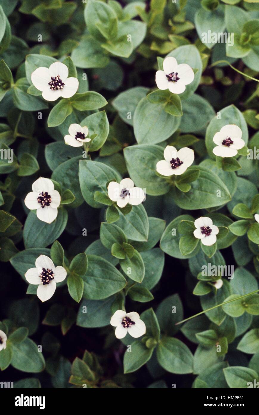 Dwarf cornel or bunchberry (Cornus suecica), Cornaceae Stock Photo - Alamy