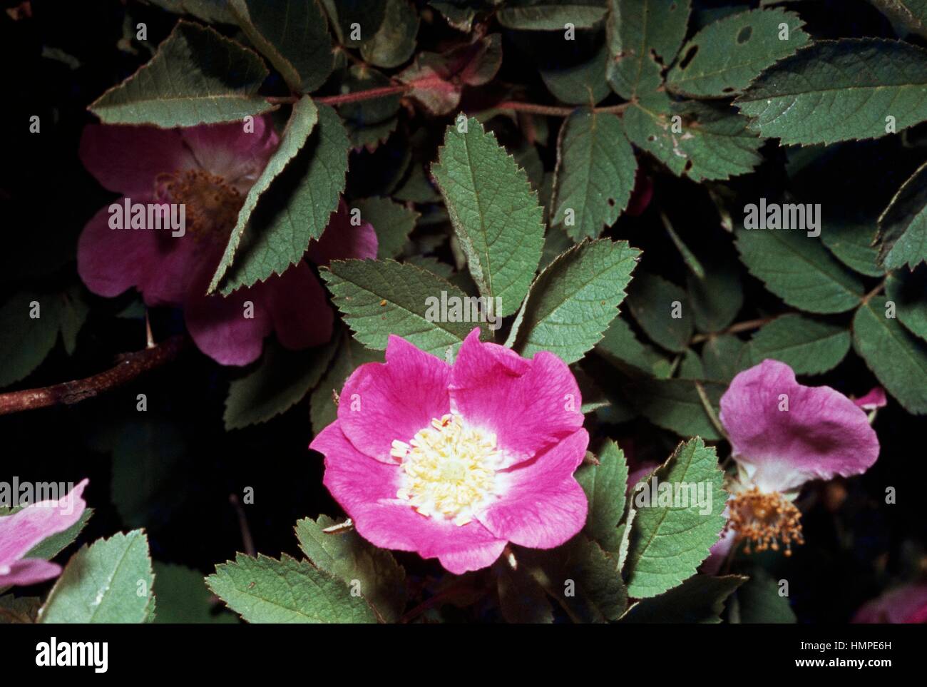 Alpine rose (rosa pendulina) hi-res stock photography and images - Alamy