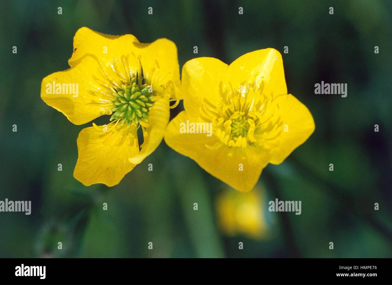 Double meadow buttercup (Ranunculus acris Flore Pleno), Ranunculaceae ...