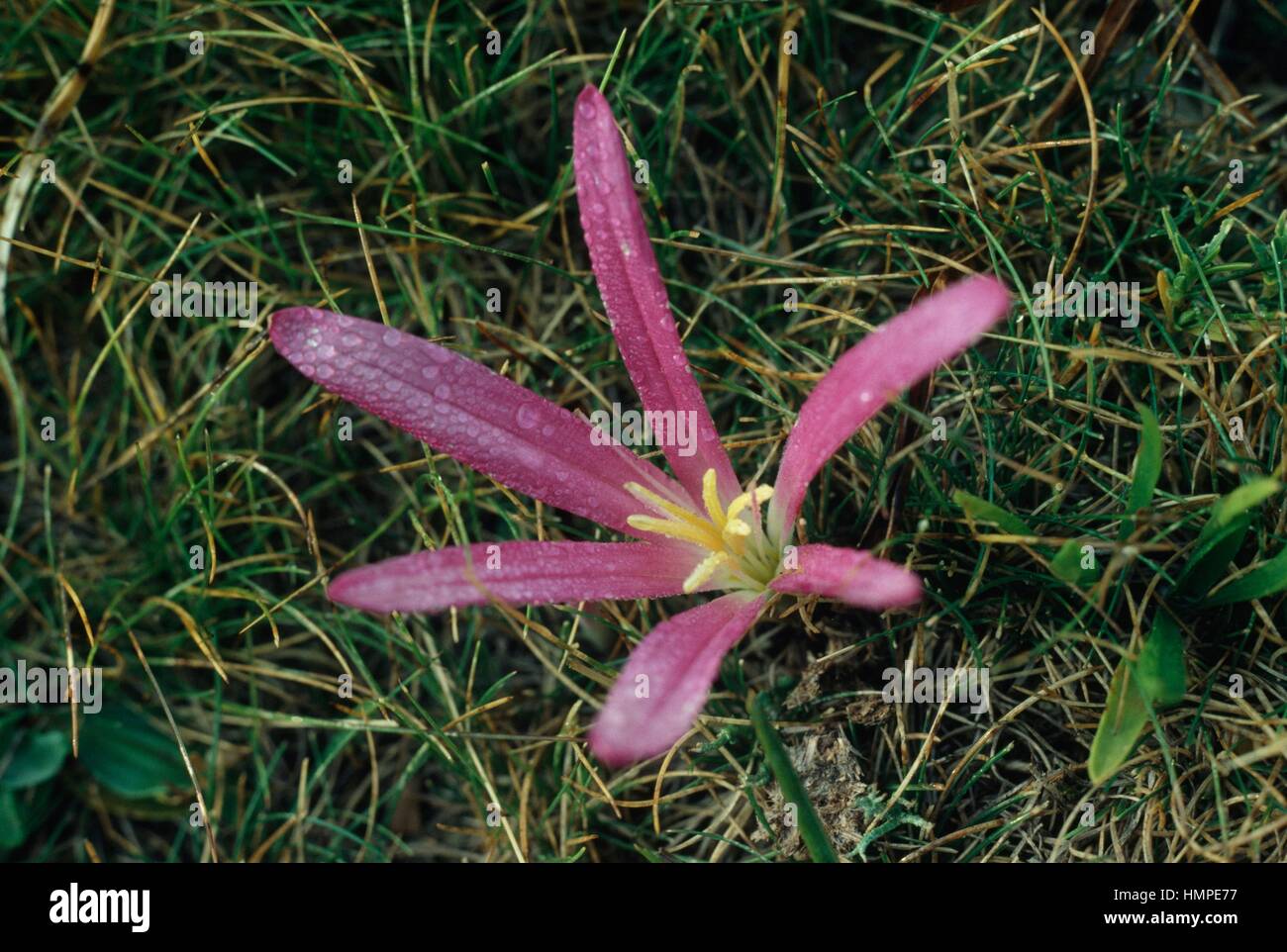 Colchicum montanum, Liliaceae Stock Photo - Alamy