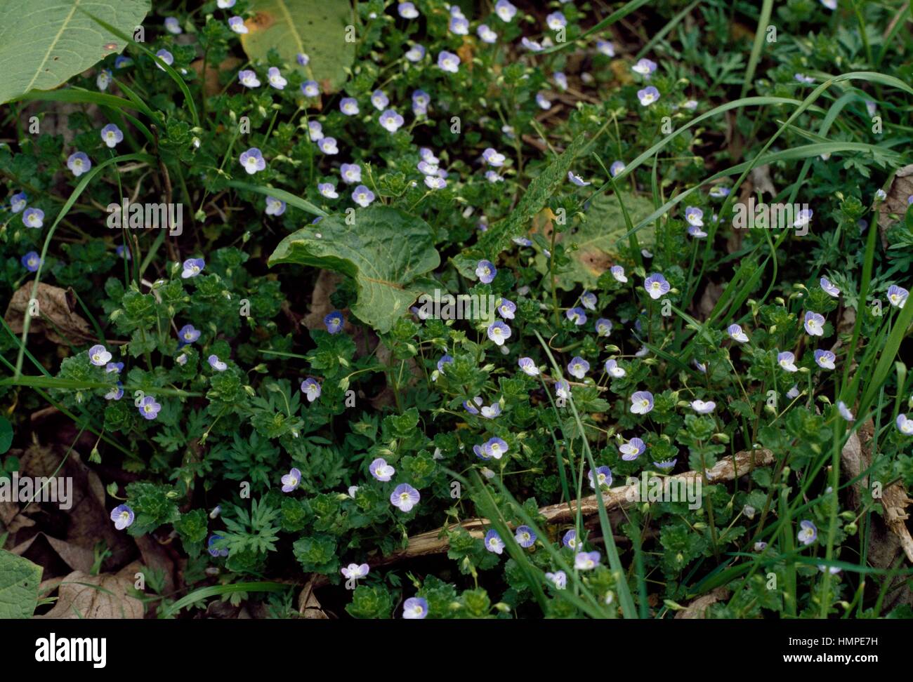 Speedwell (Veronica sp), Plantaginaceae Stock Photo - Alamy