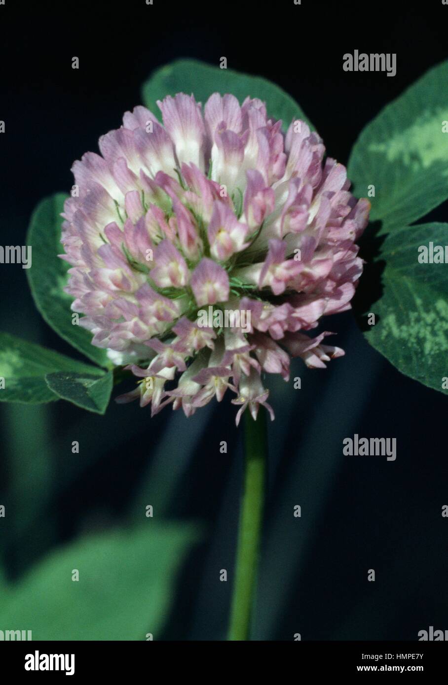 Red Clover (Trifolium pratense), Fabaceae Stock Photo - Alamy