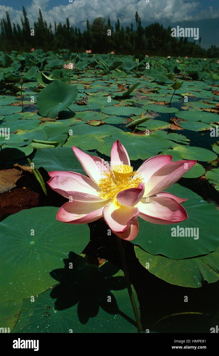 Sacred Lotus (Nelumbo nucifera), Nelumbonaceae Stock Photo - Alamy