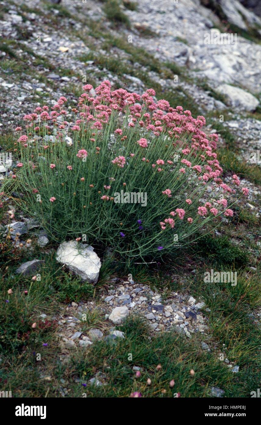 Botany caryophyllaceae moss hi-res stock photography and images - Alamy