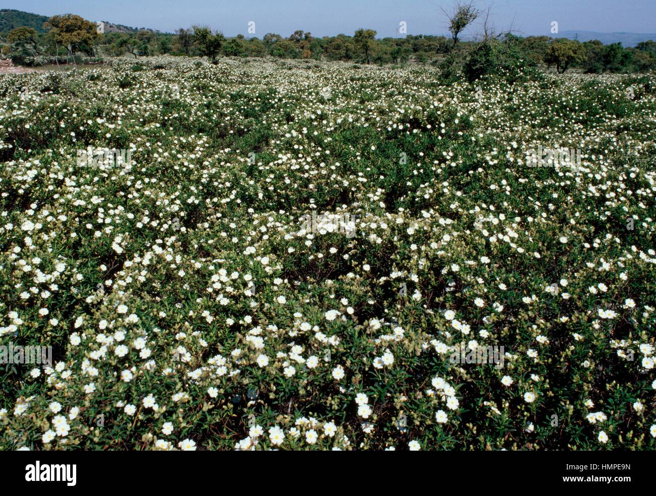 Cistus sp hi-res stock photography and images - Alamy
