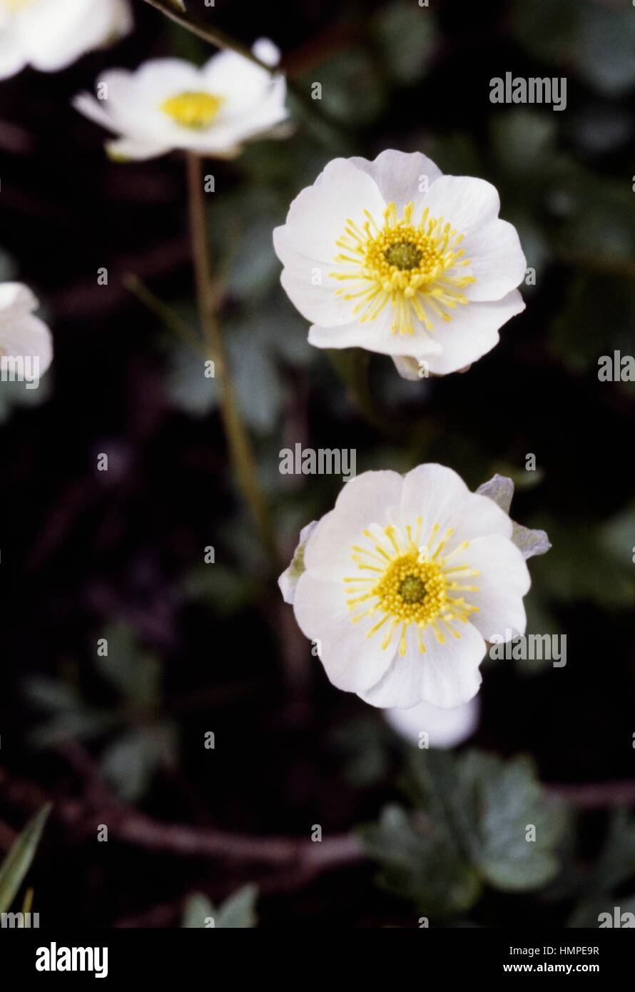 Alpine buttercup or Alpine crowfoot (Ranunculus alpestris ...