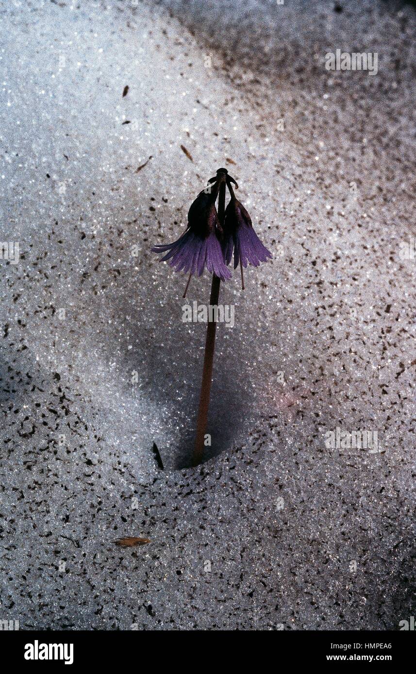 Alpine Snowbell (Soldanella alpina), Primulaceae Stock Photo - Alamy