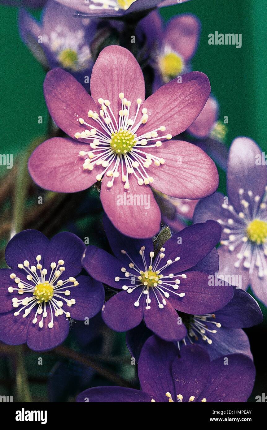 Common Hepatica or Liverwort (Hepatica nobilis or Anemone hepatica or ...