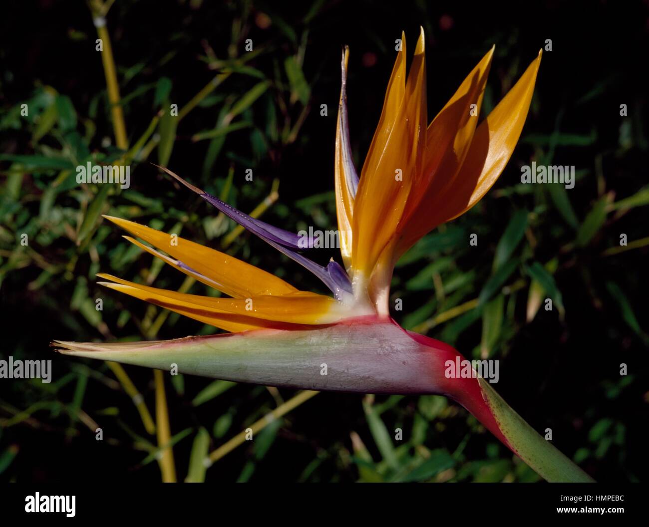 Bird-of-paradise (Strelitzia sp), Strelitziaceae Stock Photo - Alamy