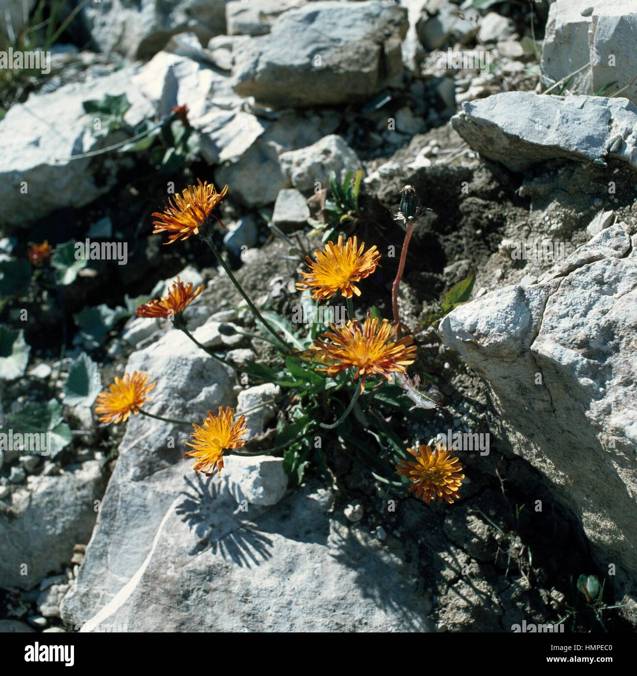Golden hawk's-beard (Crepis aurea), Asteraceae Stock Photo - Alamy