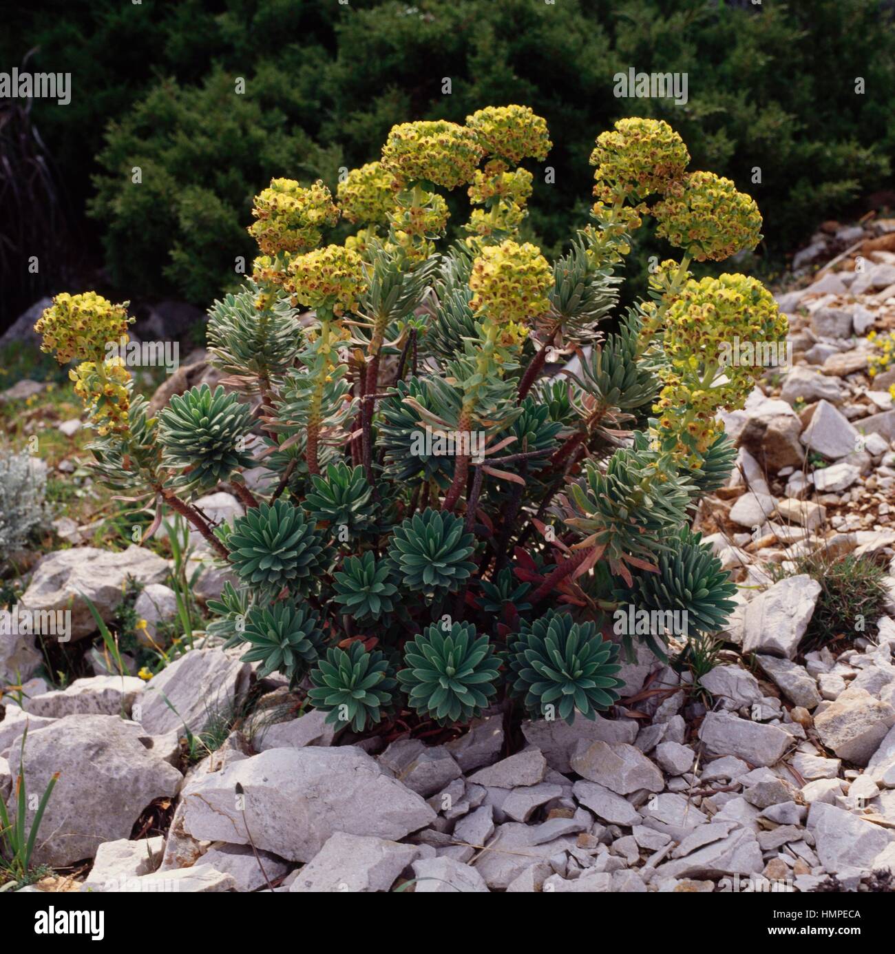 Mediterranean Spurge (Euphorbia characias), Euphorbiaceae Stock Photo ...