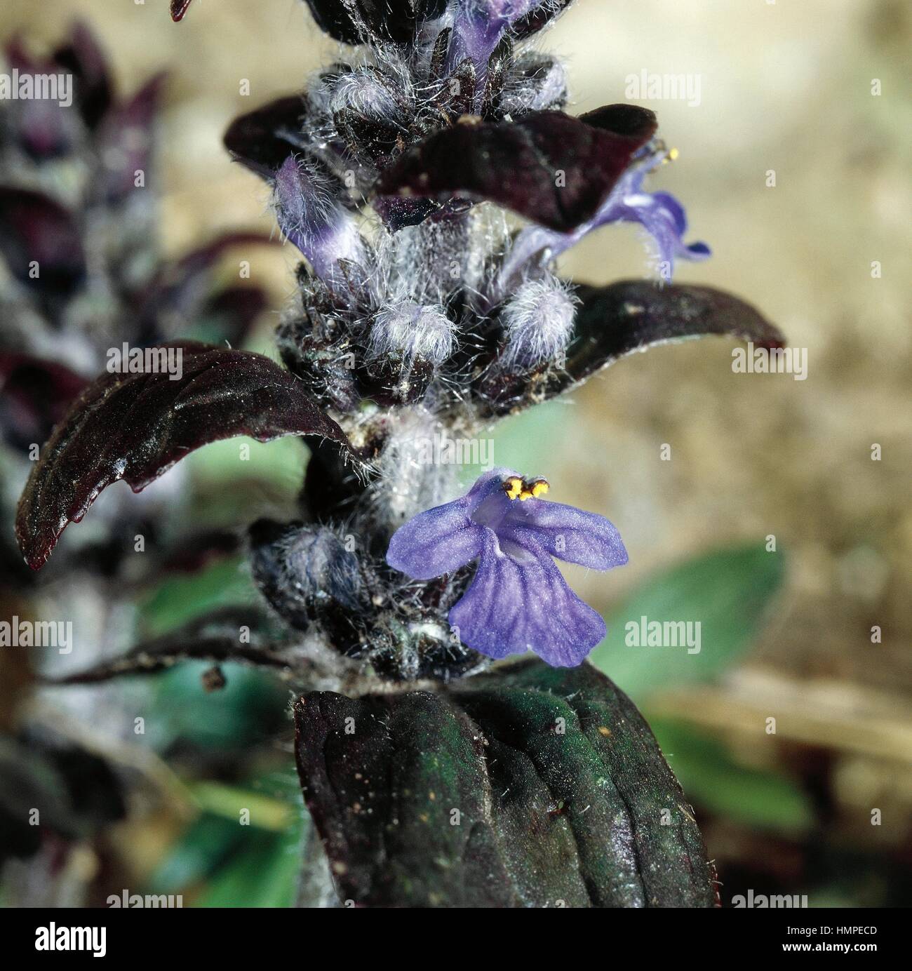Bugle or Blue bugle (Ajuga reptans), Lamiaceae Stock Photo - Alamy