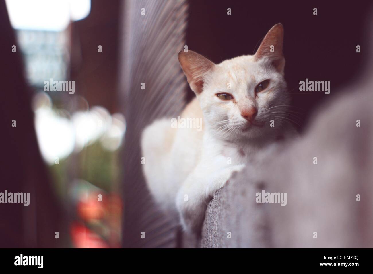 white domestic cat Stock Photo - Alamy