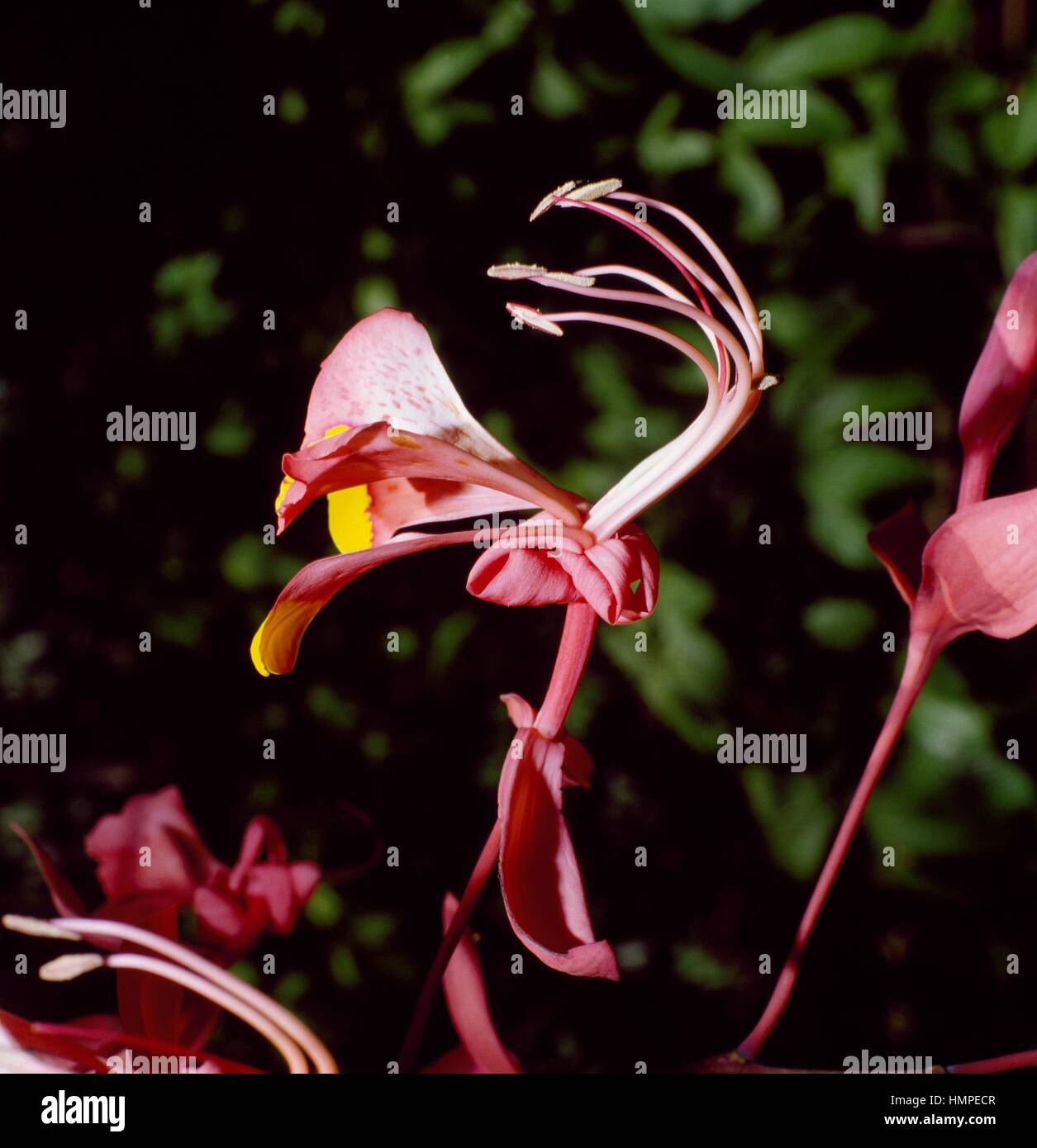 Pride of Burma (Amherstia nobilis), Fabaceae Stock Photo - Alamy