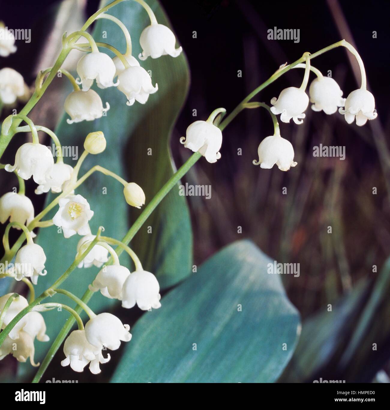 Lily of the Valley (Convallaria majalis), Liliaceae Stock Photo - Alamy