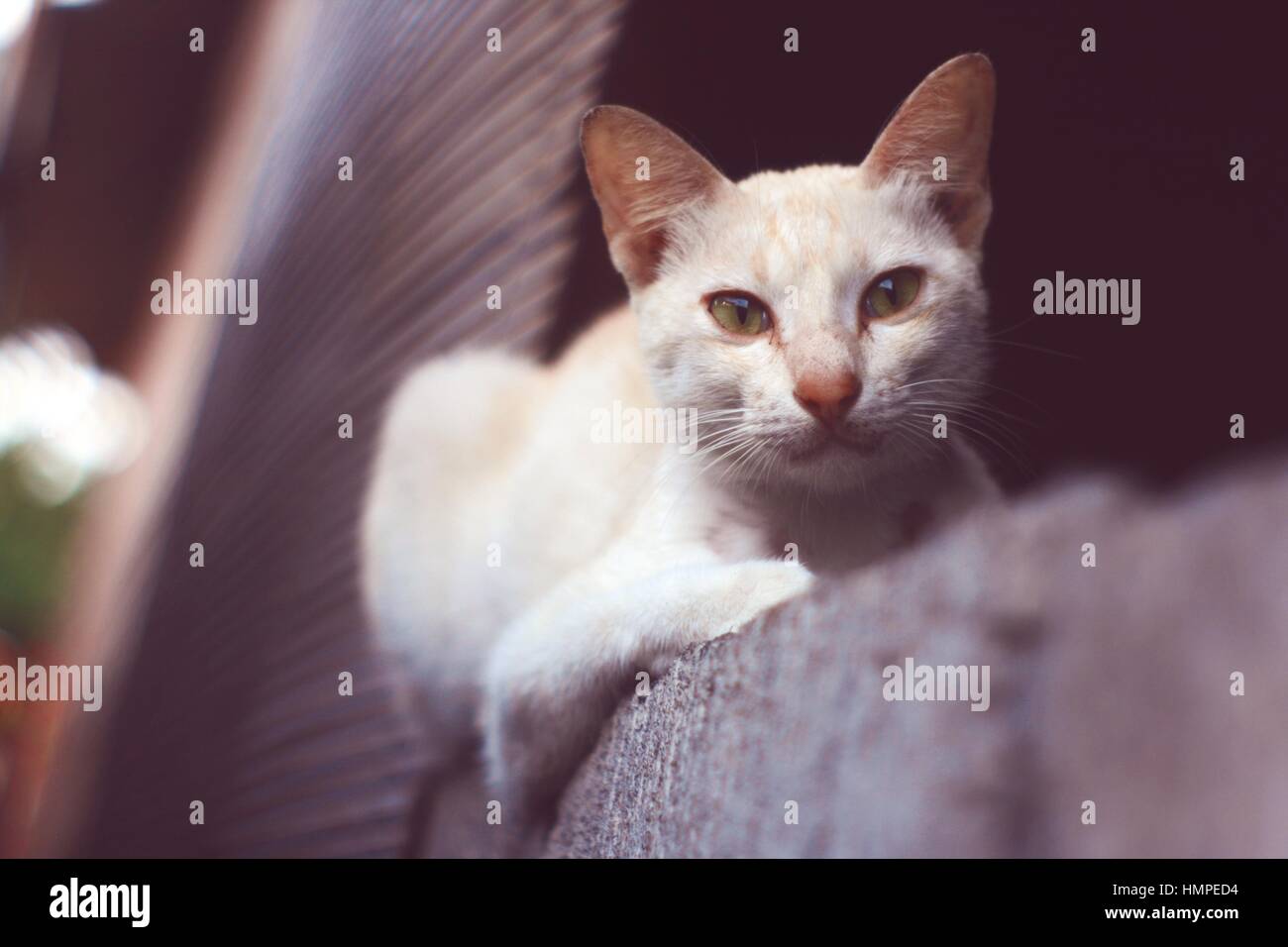 white domestic cat Stock Photo - Alamy