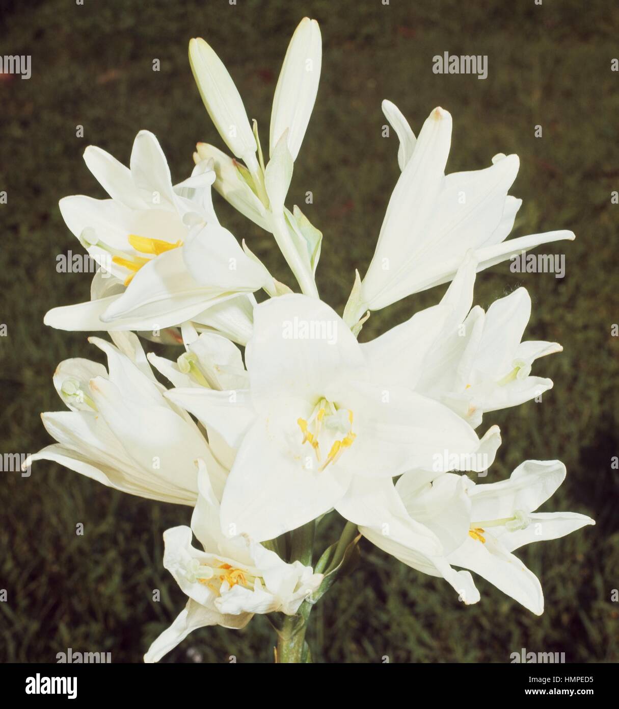 Madonna lily (Lilium candidum), Liliaceae Stock Photo - Alamy