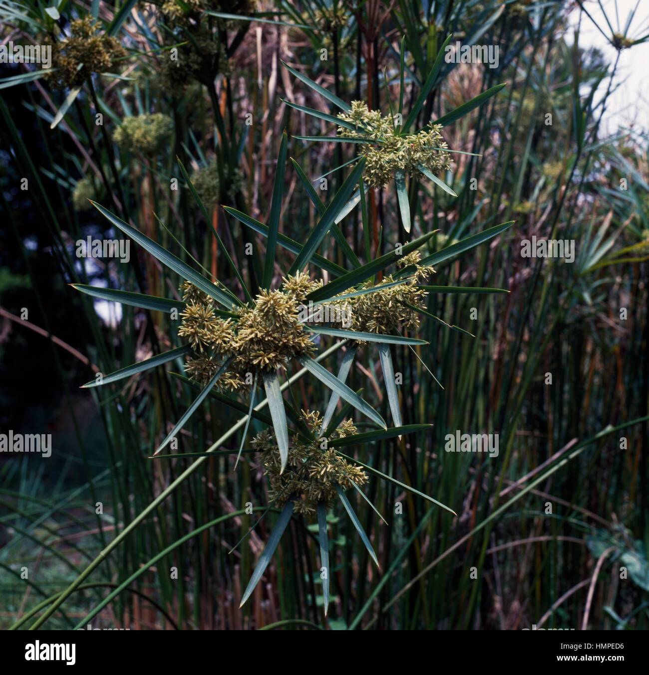 Basket Grass or Umbrella Sedge (Cyperus textilis), Cyperaceae Stock ...